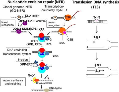 General Characteristics Of Xeroderma Pigmentosum