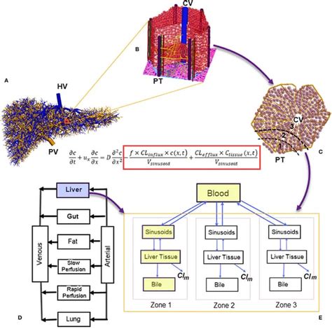 Compartmental Modeling Of Physiological Processes Bioengineering Signals And Systems Class
