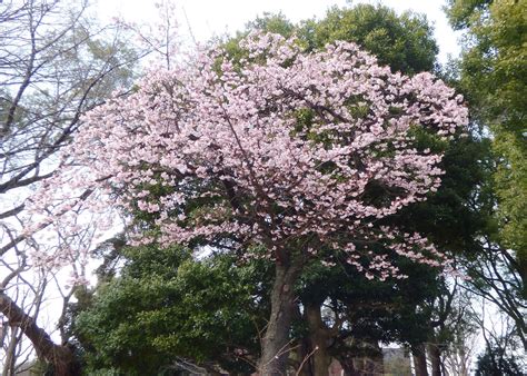 上野公園の寒桜 自然好男の春夏秋冬