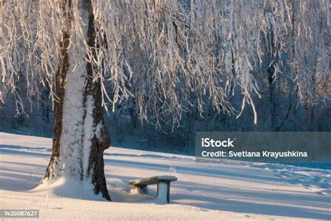 눈 속의 겨울 숲을 배경으로 흰 서리의 아름다운 나무 아래 벤치 0명에 대한 스톡 사진 및 기타 이미지 0명 겨울 계절 Istock