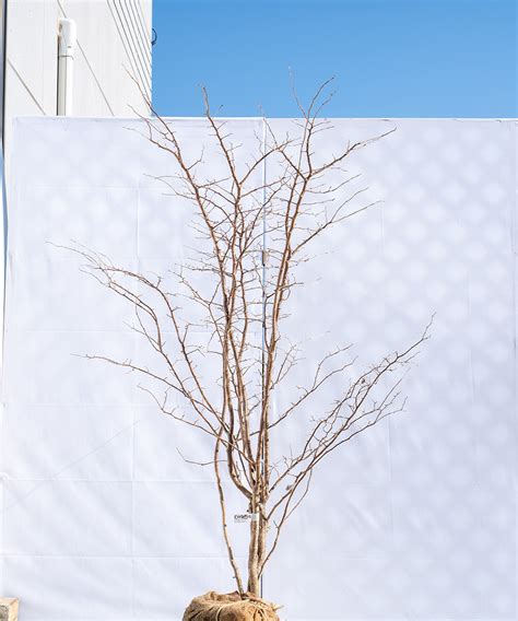 サワフタギ 販売