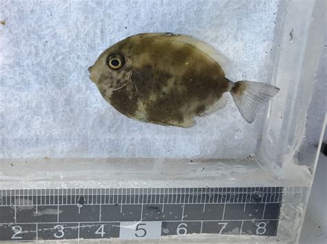 テングハギ属 WEB魚図鑑