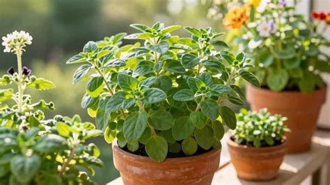 18 Powerful Oregano Plants That Positively Fight Infection Naturally