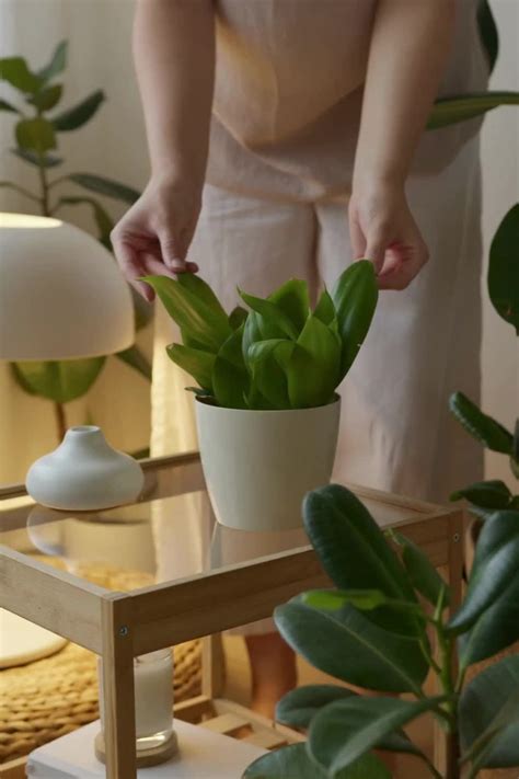 Лучший Меню для домашних любимцев удобрение для комнатных цветов Описание типов удобрения