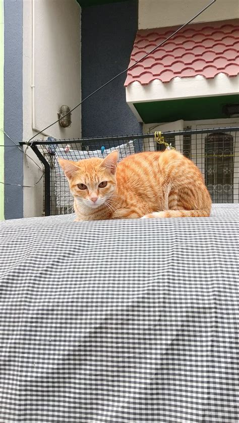 Stray Cutie Cat On Wire Fence