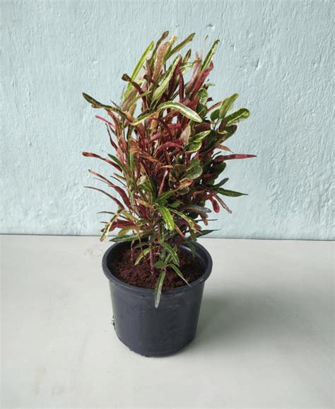 Wholesale Pot Plant Supplier Kolkata Green Guru Dinesh Rawat