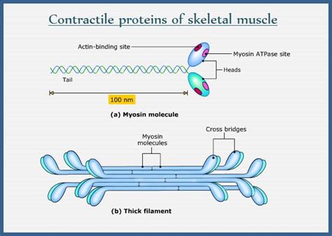 Actin Filament Structure