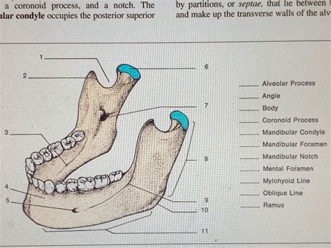 Condyloid Process And Mandibular Condyle