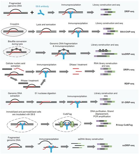 S96 Based High Throughput Strategies For Detecting R Loops Color