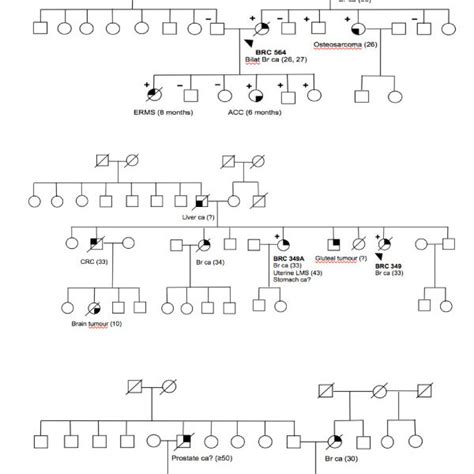 Pedigrees Of Families With Germline Exonic Mutations In Tp53 Pedigrees