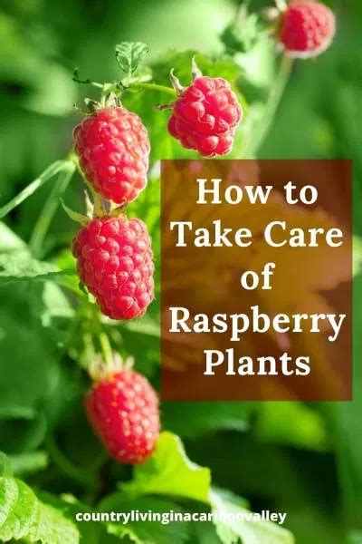 How To Maintain A Raspberry Patch How To Prune Raspberry Plants Artofit