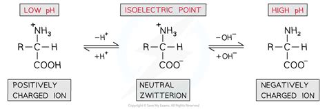 Characteristic Behaviour Of Amino Acids Edexcel International A Level