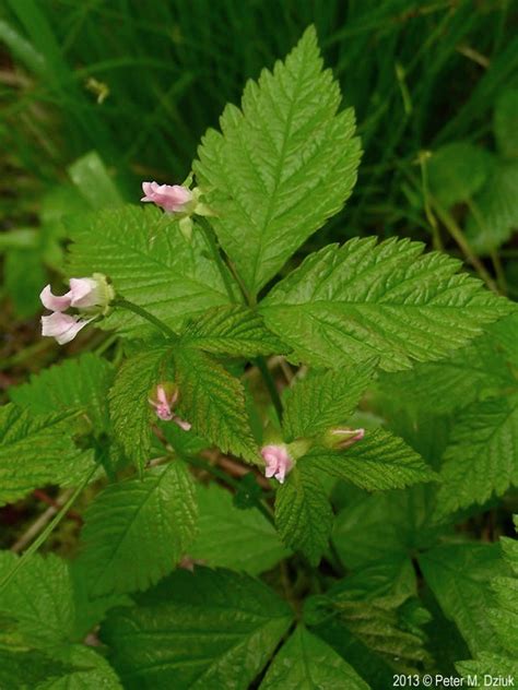 Rubus Pubescens Dwarf Raspberry Minnesota Wildflowers