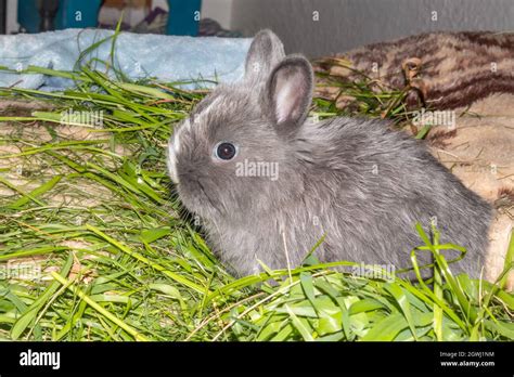 Jersey Wooly Rabbit Breeds