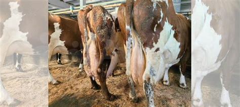 Продаем телят Айрширской породы купить в Ульяновске Животные и зоотовары Авито