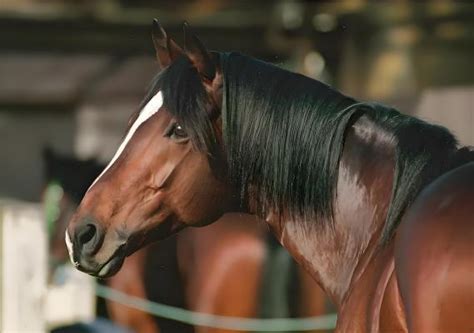 Tokai Teio（japanese Thoroughbred Racehorse）baiduwiki