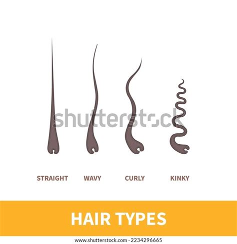 Straight Wavy Curly Kinky Hair Types Stock Vector Royalty Free Shutterstock