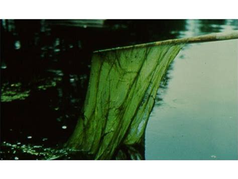 Filamentous Green Algae Memphémagog Conservation