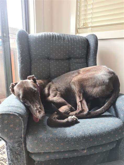 Long Time Lurker First Time Poster Our Foster Nando Squeezing Into My