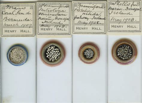 4 Foraminifera And Shell Microscope Slides By Henry Hall 1855451925