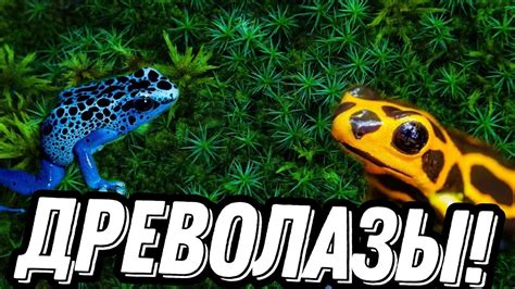 ЛЯГУШКИ ДРЕВОЛАЗЫ ИНТЕРЕСНЫЕ ФАКТЫ О ДРЕВОЛАЗАХ лягушка Youtube