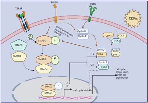 Oncogenic Activation Of Cdks And Tgf β In Breast Cancer Smad3
