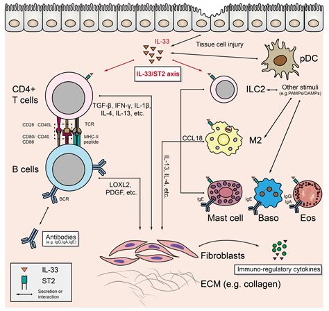 Igg4 Disease Igg4 Related Diseases Including Mikuliczs Disease And