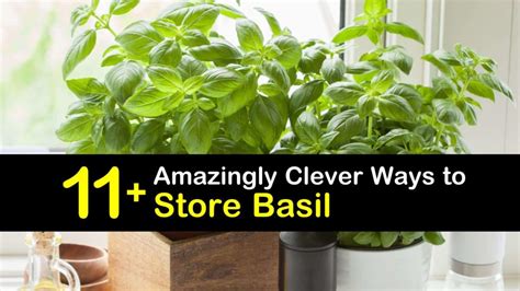Amazingly Clever Ways To Store Basil