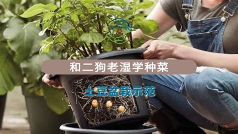 和二狗老湿学种菜土豆盆栽示范 发芽的土豆不要丢了养成盆栽能看又能吃 YouTube