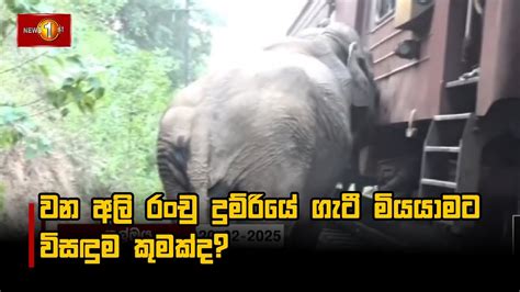 වන අලි රංචු දුම්රියේ ගැටී මියයාමට විසඳුම කුමක්ද Youtube