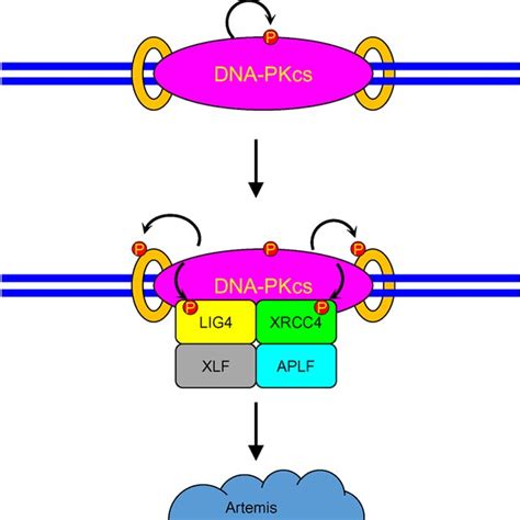 Principal Scheme Of Non Homologous End Joining In Human Cells Dsb Ends