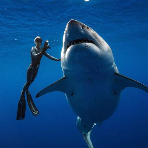 ‘rolling And Rolling And Rolling The First Ever Detailed Account Of Great White Shark Sex