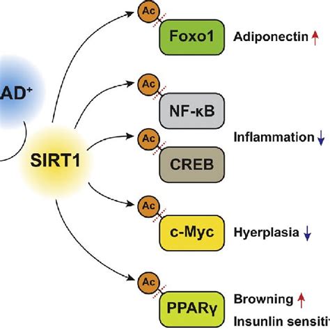 Sirt1 Deacetylates And Regulates Key Metabolic Regulators In