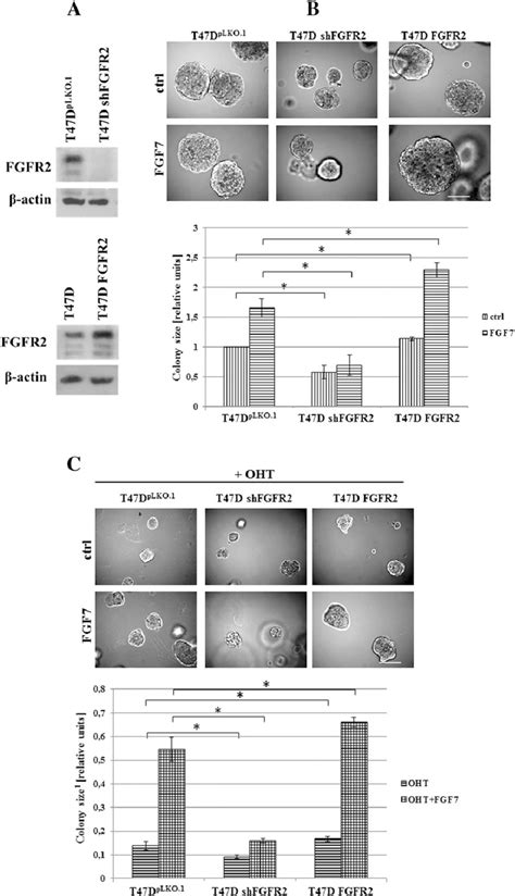 Fgfr2 Mediates Fgf7 Dependent Protective Effect In Oht Treated Bca