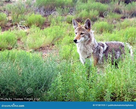 Coyote New Mexico Picture Image 97381935