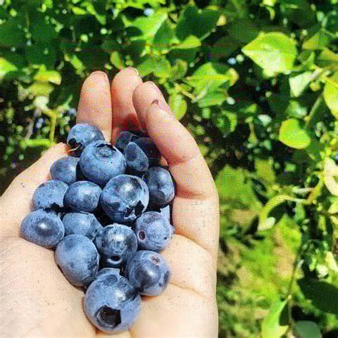 Larsen Lake Blueberry Farm Bellevue Roadtrippers