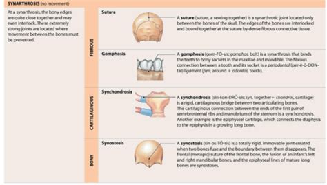 Chapter 9 Articulations Lessons 10 11 Flashcards Quizlet