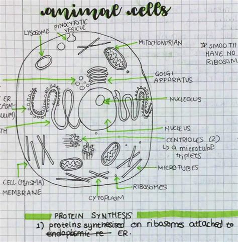 CELL THEORY BTEC APPLIED SCIENCE LEVEL UNIT ONE BIOLOGY B Teaching Resources