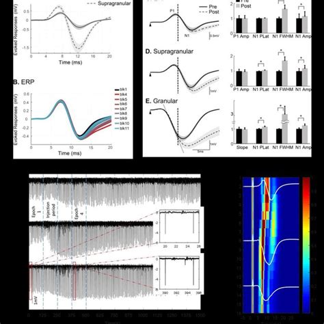 bmi effect on the concurrently recorded evoked lfp and erp download