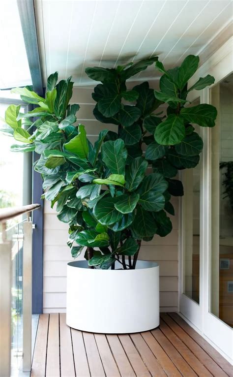 198 Best Decorating With Fiddle Leaf Figficus Lyrata Images On Pinterest Fiddle Leaf Fig