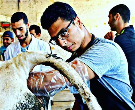 الجس فن مش عن عن 🤚 بنجس البقره عشان تعرف حصلها حمل ولا لا 😃 👈عشان تشخص