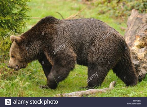 Grizzly Bear Side View