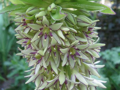 Eucomis bicolor - Изображение особи - Плантариум