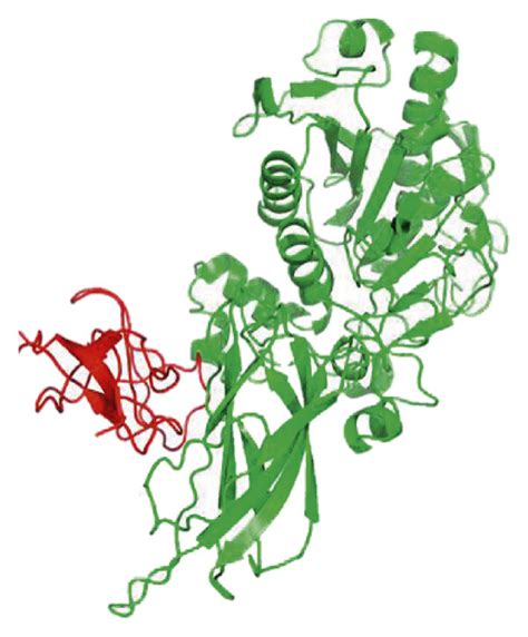 three dimensional protein structures of two pancreatic lipases from