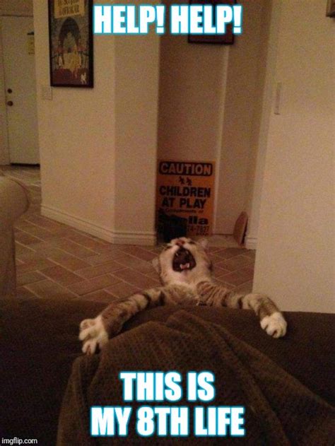 Memes Cat Help Me Everytime I Try To Help Someone Catmeme