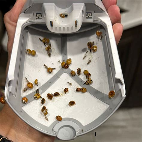 How To Get Rid Of Asian Lady Beetles