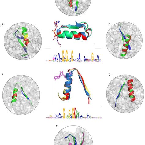 a f cross grafting of functional loops of the phosphate binding in download scientific