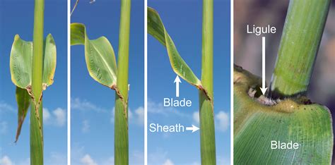 Morphology And Anatomy Of Grasses In Tribe Andropogoneae Earthhome