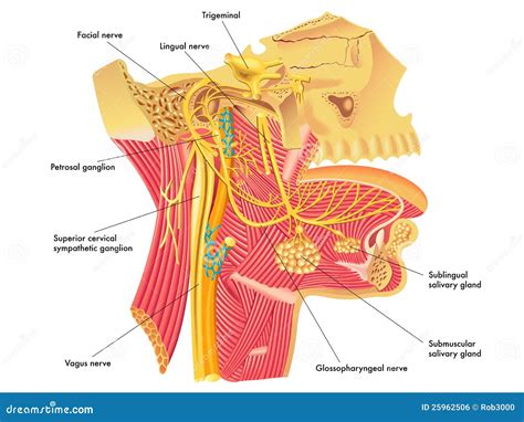 The Lingual Nerve Stock Illustration 101296849