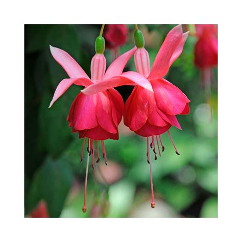 Trailing Fuchsia Blazaway Uk